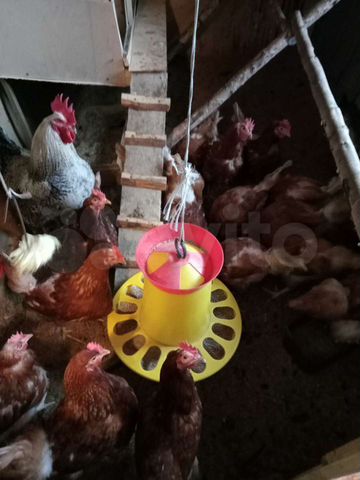 Продам семью куриц