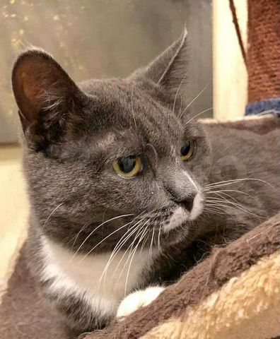 Классная кошка