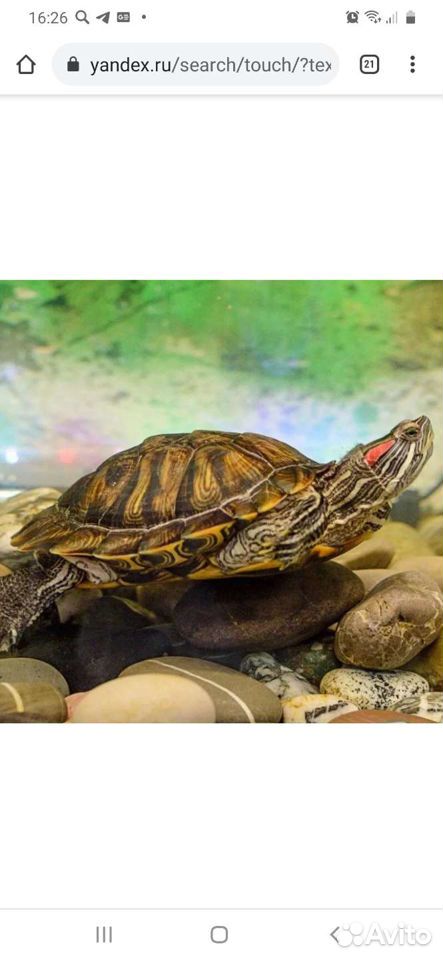 Черепаха красноухая