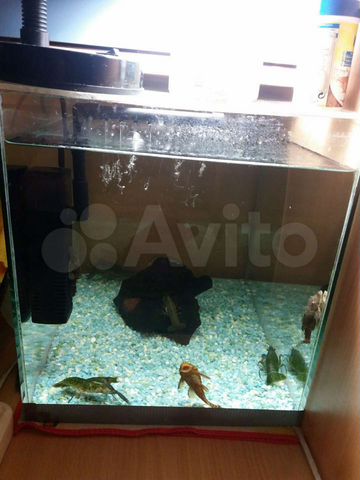 Сомы и мраморные раки