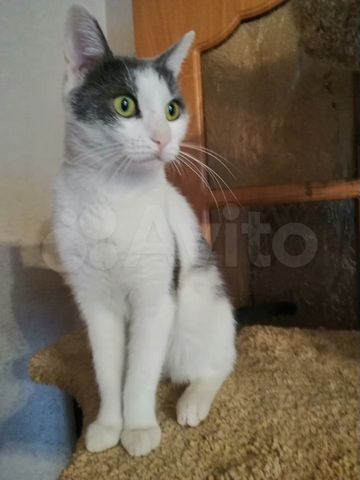 Китти очень нужен дом