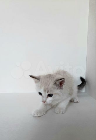 Балинизийские котята