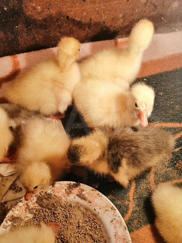 Гусята суточные