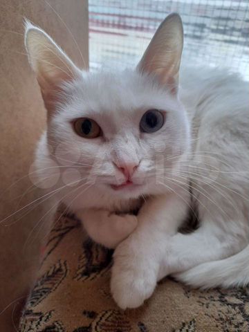 Каомани кошка ищет кота