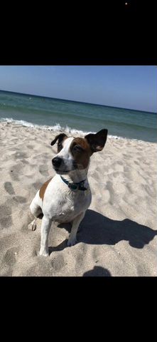 Вязка кабель джек рассл терьер